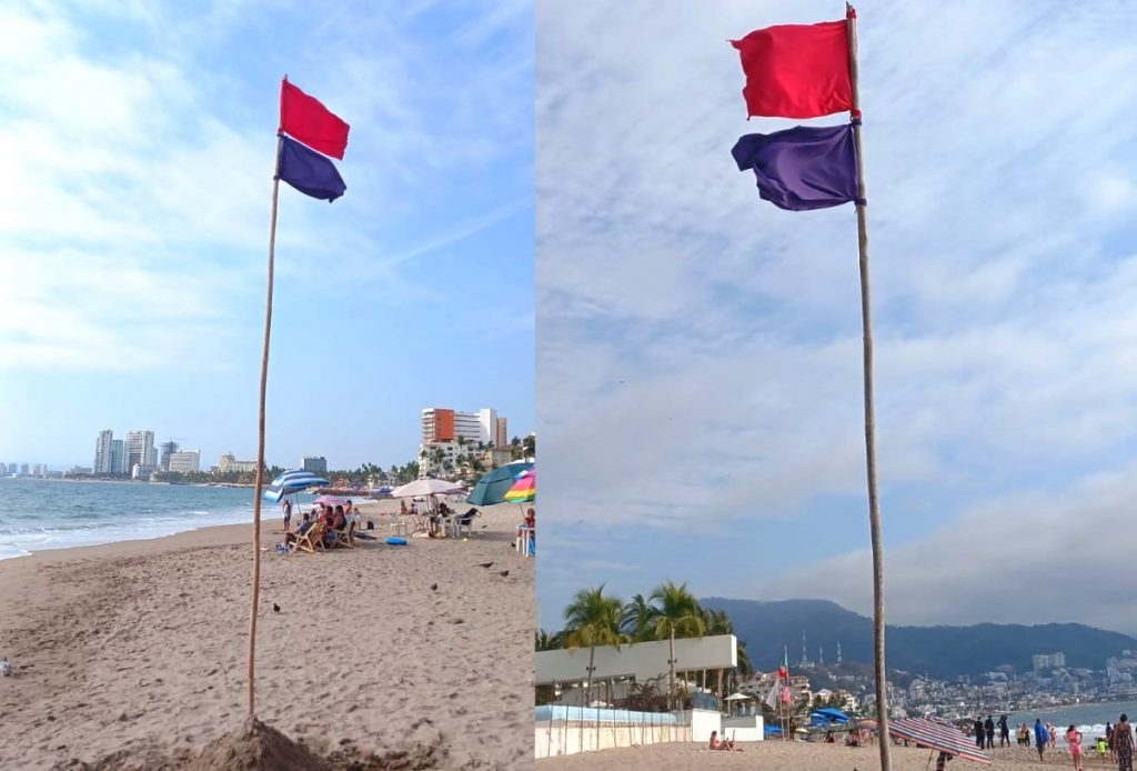 Activan bandera morada por cocodrilo en Playa Flamingos de PV