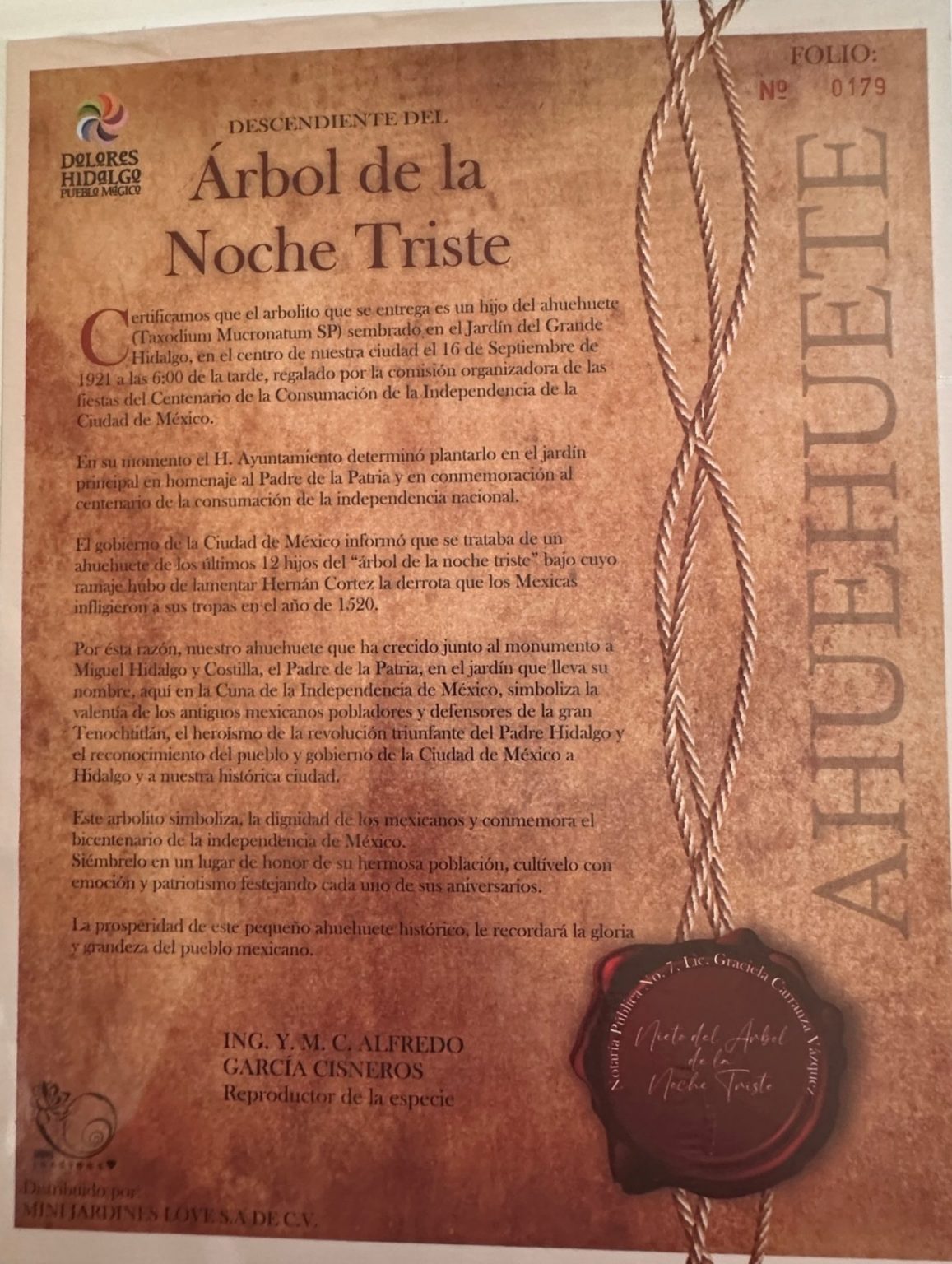 Talpa recibe ahuehuete descendiente del "Árbol de la Noche Triste"