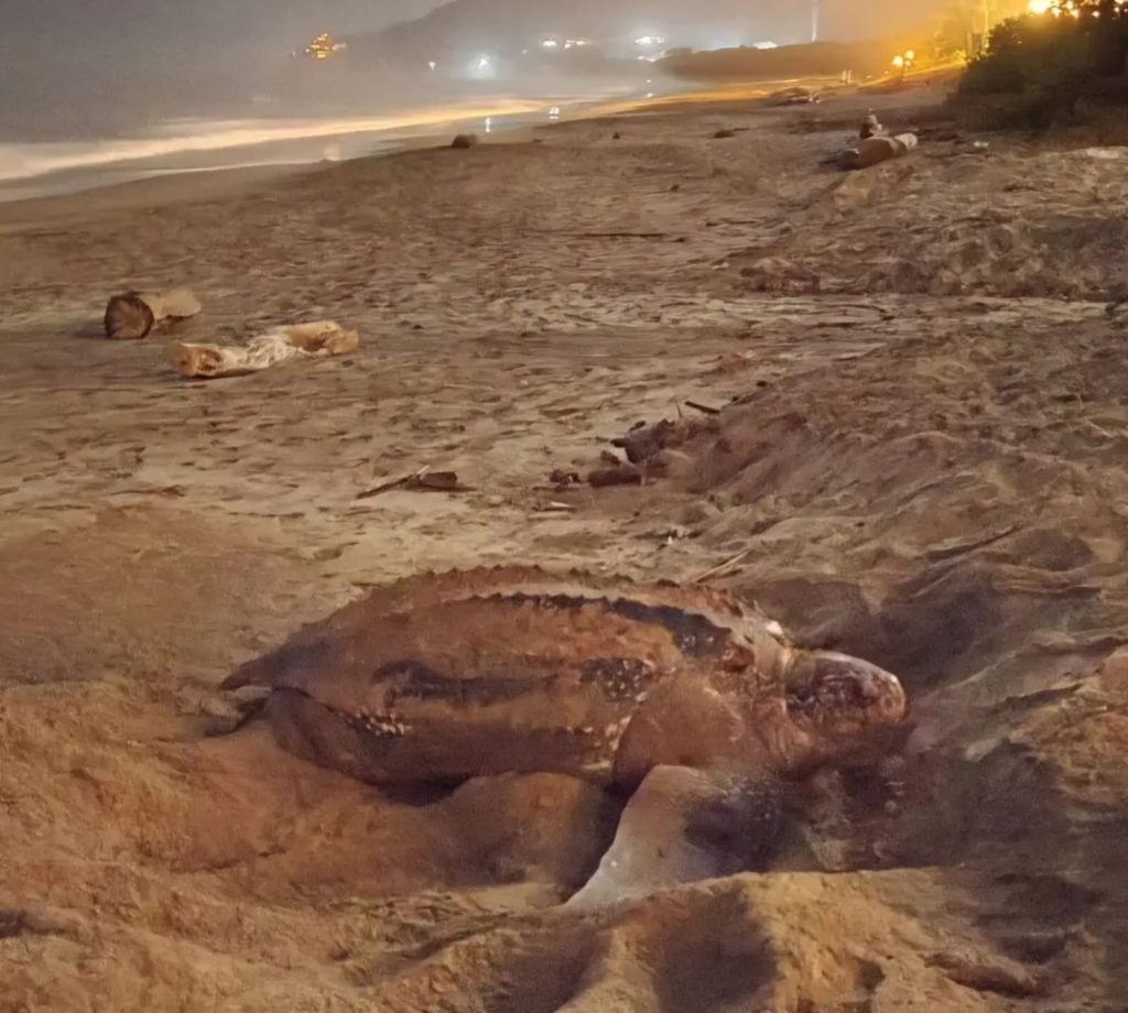 Litibú: Resguardan nido de tortuga laúd detectado en playa